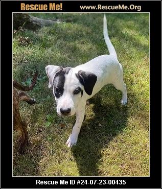 - New Jersey Dog Rescue - ADOPTIONS - Rescue Me!