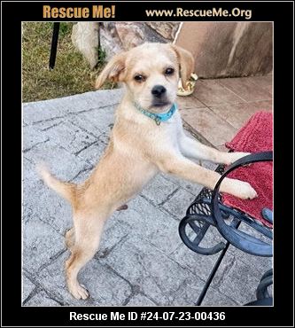 - New Jersey Dog Rescue - ADOPTIONS - Rescue Me!