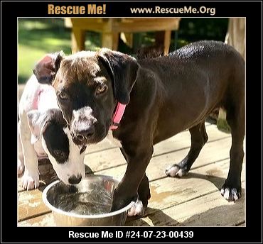 - New Jersey Dog Rescue - ADOPTIONS - Rescue Me!