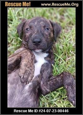 - New Jersey Dog Rescue - ADOPTIONS - Rescue Me!