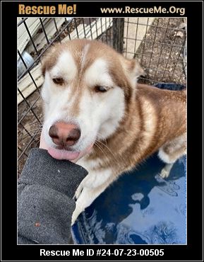 - Ohio Siberian Husky Rescue - ADOPTIONS - Rescue Me!