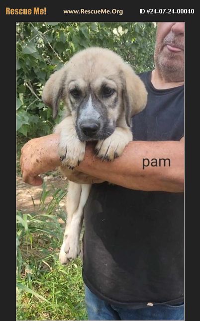 ADOPT 24072400040 ~ Great Pyrenees Rescue ~ Seattle, WA