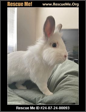 - California Rabbit Rescue - ADOPTIONS - Rescue Me!