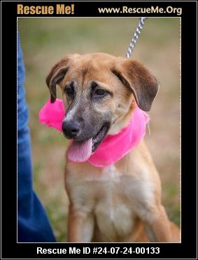 - New Jersey Dog Rescue - ADOPTIONS - Rescue Me!