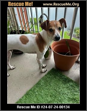 - Florida Jack Russell Rescue - ADOPTIONS - Rescue Me!