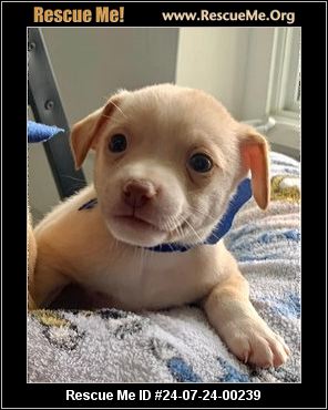 - Florida Maltese Rescue - ADOPTIONS - Rescue Me!