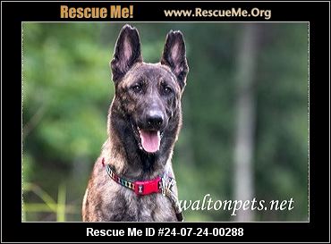 - Georgia Dog Rescue - ADOPTIONS - Rescue Me!