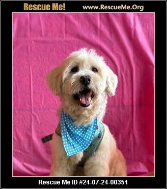 - California Poodle Rescue - ADOPTIONS - Rescue Me!