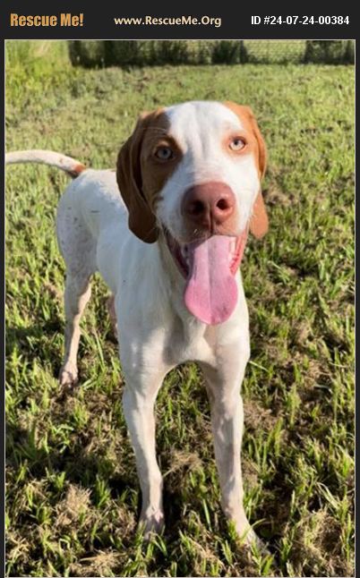 ADOPT 24072400384 ~ Pointer Rescue ~ Rosenberg, TX