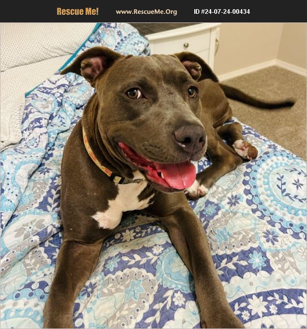 ADOPT 24072400434 ~ Bull Terrier Rescue ~ Tucson, AZ