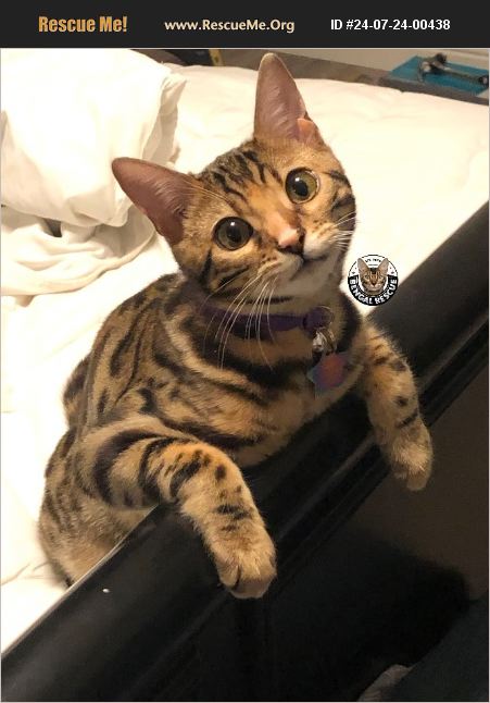 ADOPT 24072400438 ~ Bengal Rescue ~ Marina del Rey, PA
