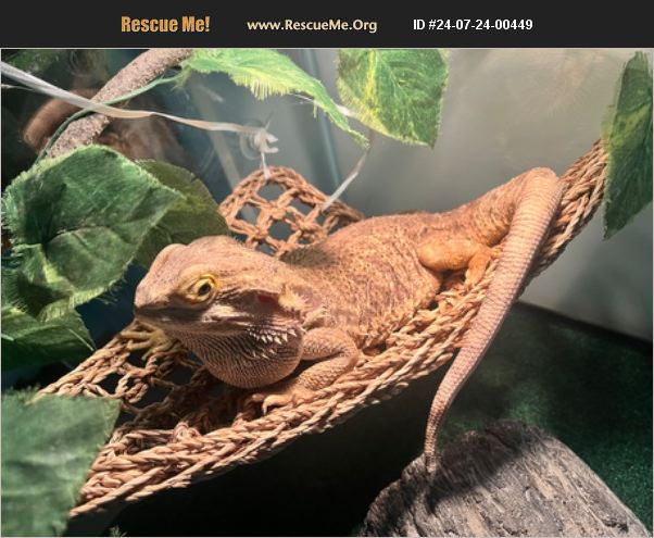 ADOPT 24072400449 ~ Reptile/Amphibian Rescue ~ Los Angeles, CA