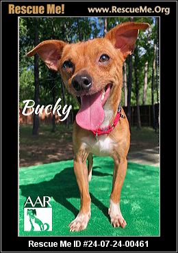 - Texas Mutt Rescue - ADOPTIONS - Rescue Me!