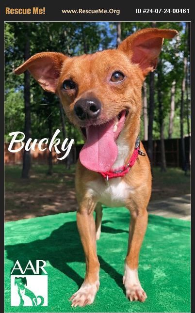 ADOPT 24072400461 ~ Chihuahua Rescue ~ Magnolia, TX