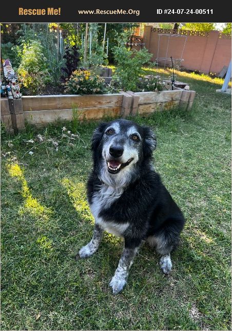 ADOPT 24072400511 ~ Australian Shepherd Rescue ~ Mesa, AZ