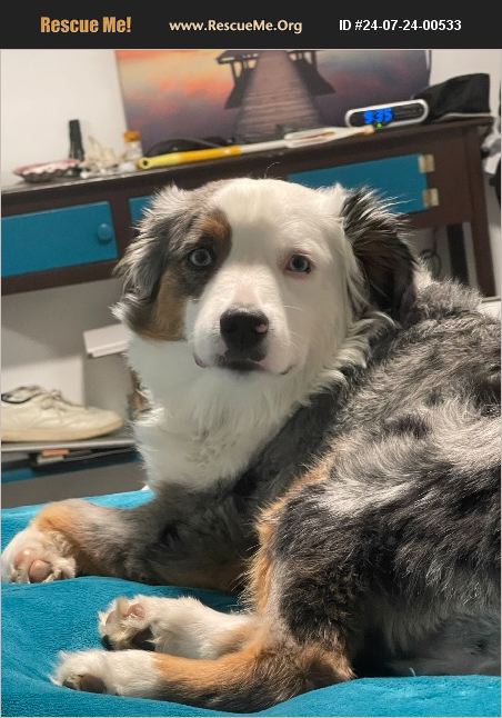 ADOPT 24072400533 ~ Australian Shepherd Rescue ~ Kent, WA