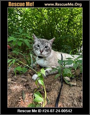 - Georgia Cat Rescue - ADOPTIONS - Rescue Me!