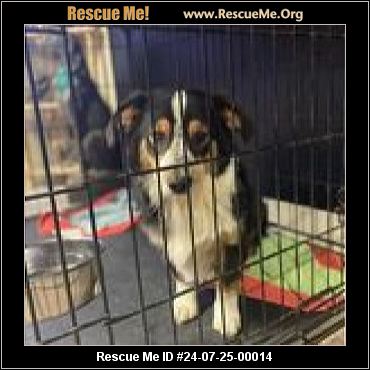 - Texas Mutt Rescue - ADOPTIONS - Rescue Me!