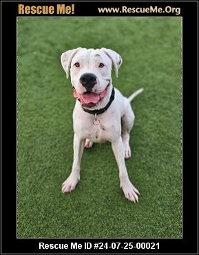 - Arizona Boxer Rescue - ADOPTIONS - Rescue Me!