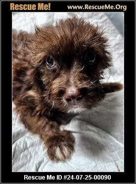 - New Jersey Dog Rescue - ADOPTIONS - Rescue Me!