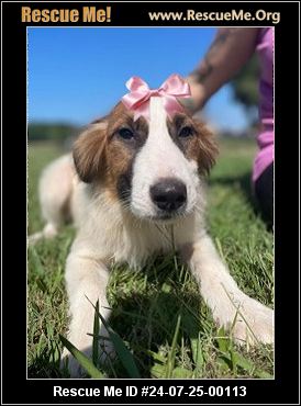 - New Jersey Dog Rescue - ADOPTIONS - Rescue Me!