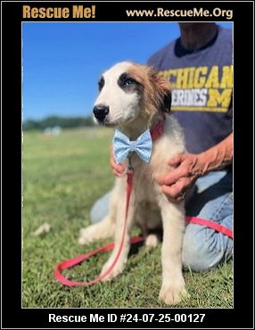 - New Jersey Dog Rescue - ADOPTIONS - Rescue Me!