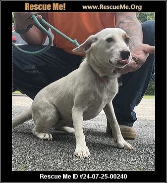 - Kentucky Dog Rescue - ADOPTIONS - Rescue Me!