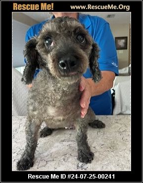 - Florida Poodle Rescue - ADOPTIONS - Rescue Me!