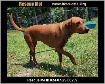 - South Carolina Dog Rescue - ADOPTIONS - Rescue Me!
