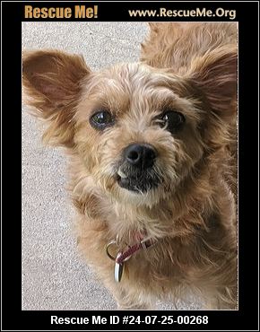 - Texas Yorkie Rescue - ADOPTIONS - Rescue Me!