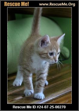 - South Carolina Cat Rescue - ADOPTIONS - Rescue Me!