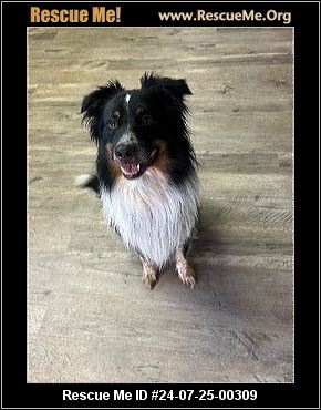 - New York Dog Rescue - ADOPTIONS - Rescue Me!