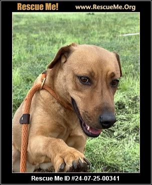 - Texas Mutt Rescue - ADOPTIONS - Rescue Me!
