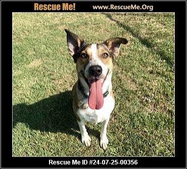 - South Carolina Dog Rescue - ADOPTIONS - Rescue Me!