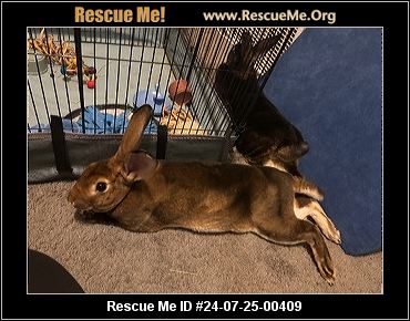 - Texas Rabbit Rescue - ADOPTIONS - Rescue Me!