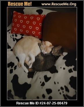 - California Cat Rescue - ADOPTIONS - Rescue Me!