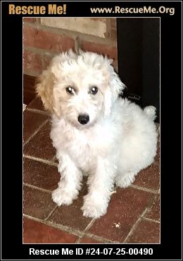 - Indiana Golden Retriever Rescue - ADOPTIONS - Rescue Me!