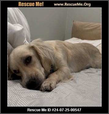 - California Corgi Rescue - ADOPTIONS - Rescue Me!