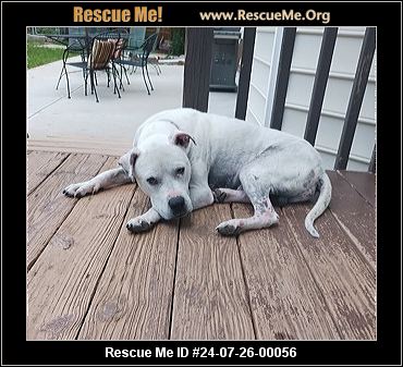 - North Carolina Dog Rescue - ADOPTIONS - Rescue Me!