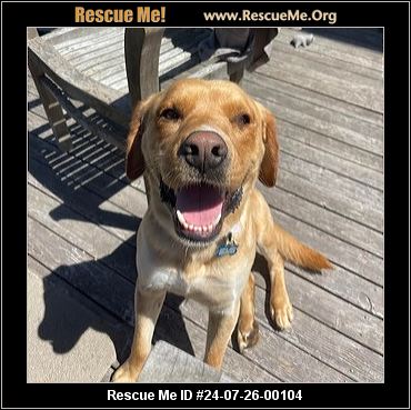 - Washington Lab Rescue - ADOPTIONS - Rescue Me!