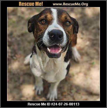 - Florida Jack Russell Rescue - ADOPTIONS - Rescue Me!