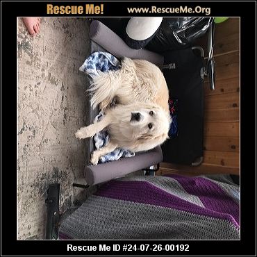 - Minnesota Dog Rescue - ADOPTIONS - Rescue Me!