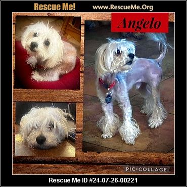 - Arizona Maltese Rescue - ADOPTIONS - Rescue Me!