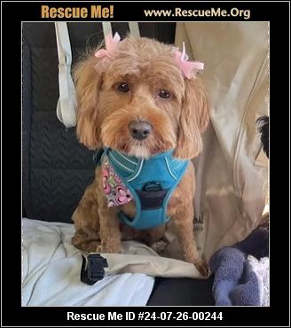 - Illinois Cockapoo Rescue - ADOPTIONS - Rescue Me!