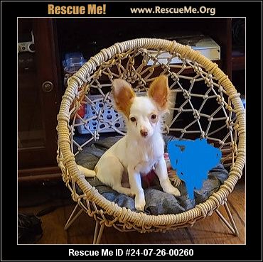 - Missouri Papillon Rescue - ADOPTIONS - Rescue Me!