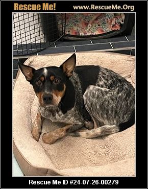- California Australian Cattle Dog Rescue - ADOPTIONS - Rescue Me!