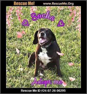 - Oklahoma Beagle Rescue - ADOPTIONS - Rescue Me!