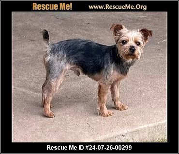 - Texas Yorkie Rescue - ADOPTIONS - Rescue Me!
