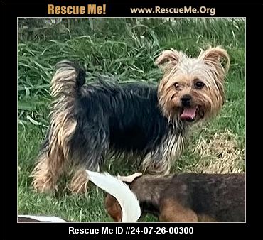 - Texas Yorkie Rescue - ADOPTIONS - Rescue Me!