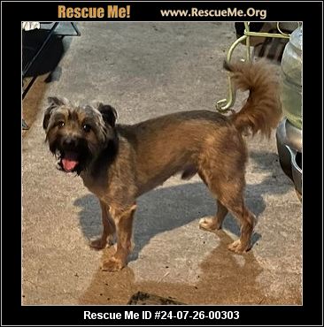 - Texas Schnauzer Rescue - ADOPTIONS - Rescue Me!